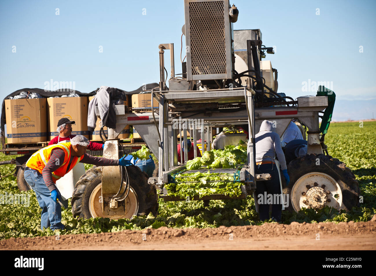 Mexican agriculture workers harvest iceberg lettuce in the Imperial ...
