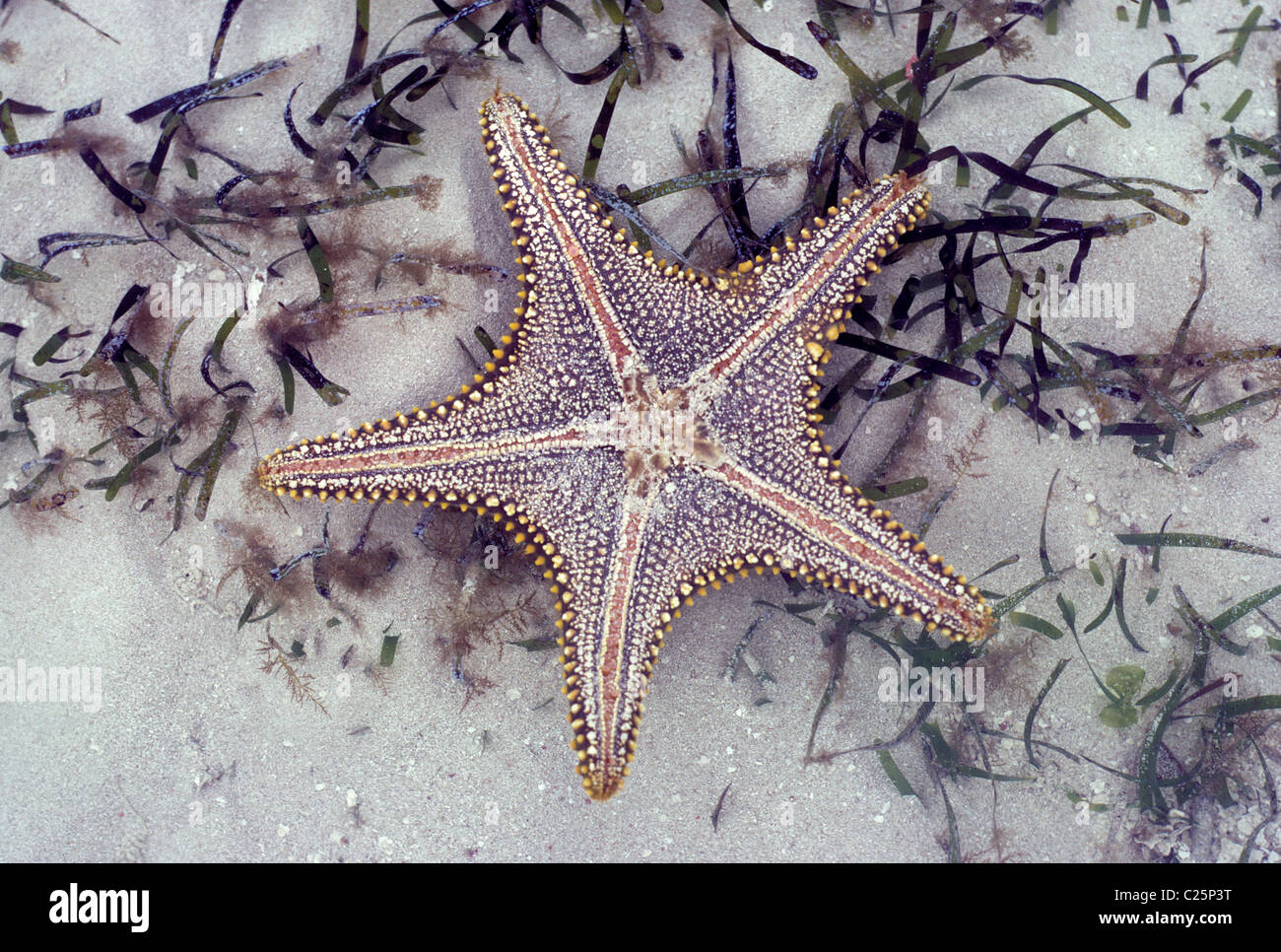 Underneath starfish hi-res stock photography and images - Alamy