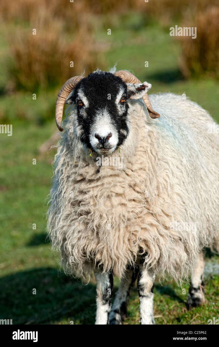 Ram complete with horns looking at camera Stock Photo - Alamy