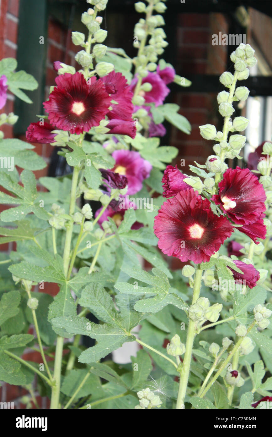 Stock of roses hi-res stock photography and images - Alamy