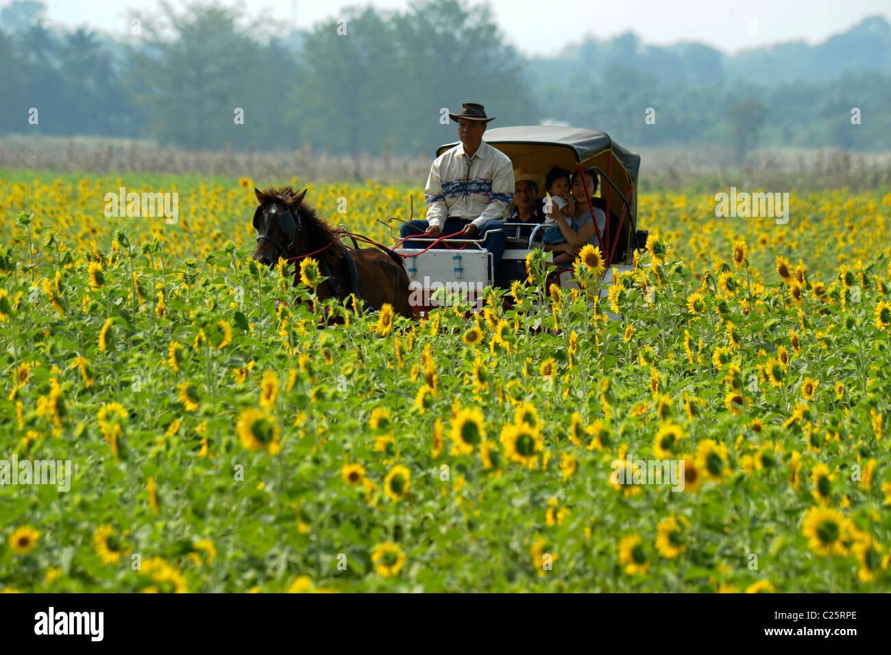 horse carriage ride through sunflower fields, sunflower fields of ...