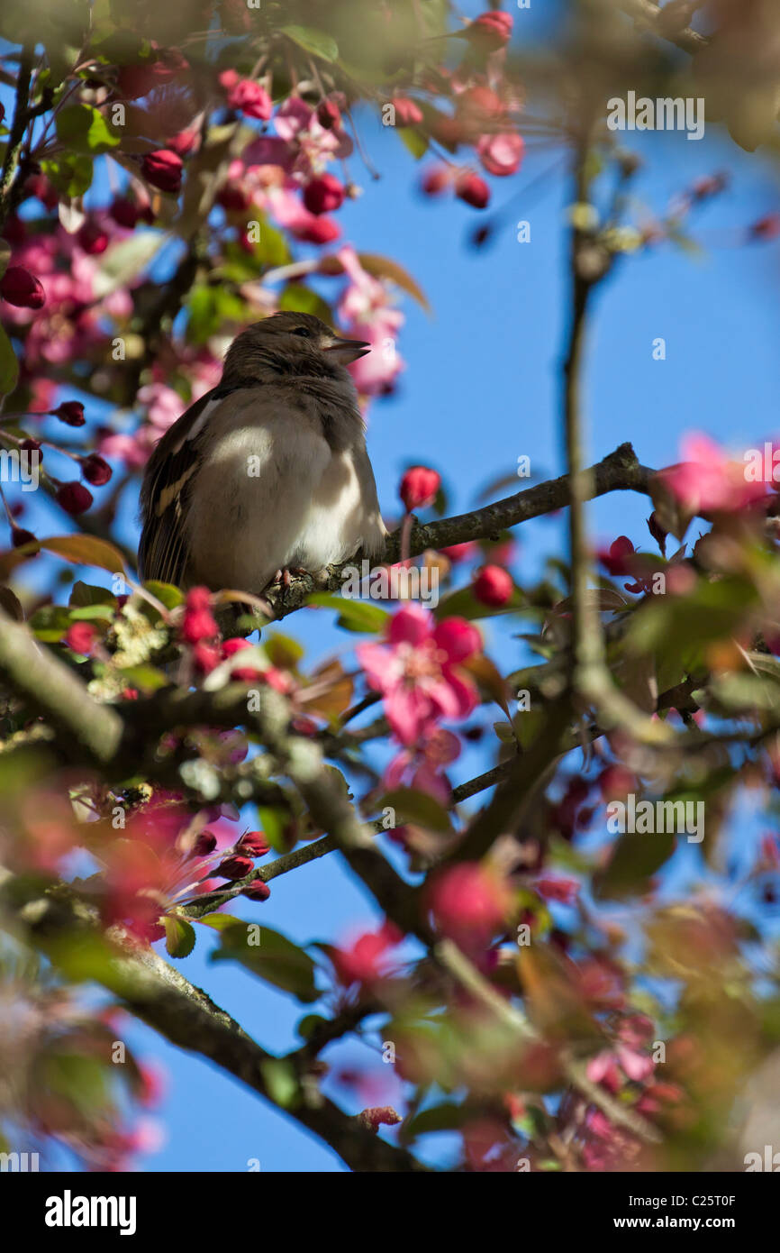Fringilla blue chaffinch hi-res stock photography and images - Alamy