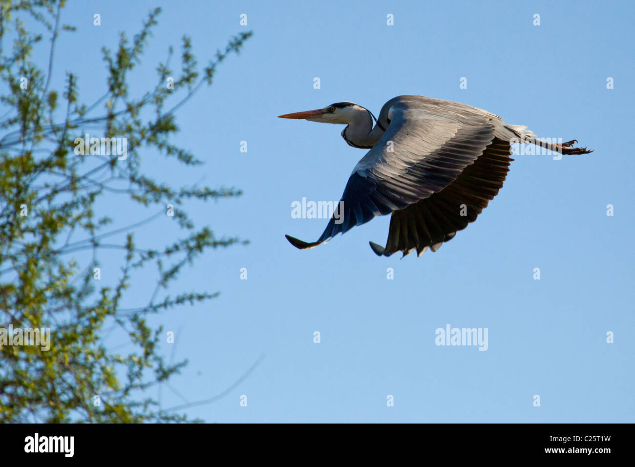 Grey heron flying Stock Photo - Alamy