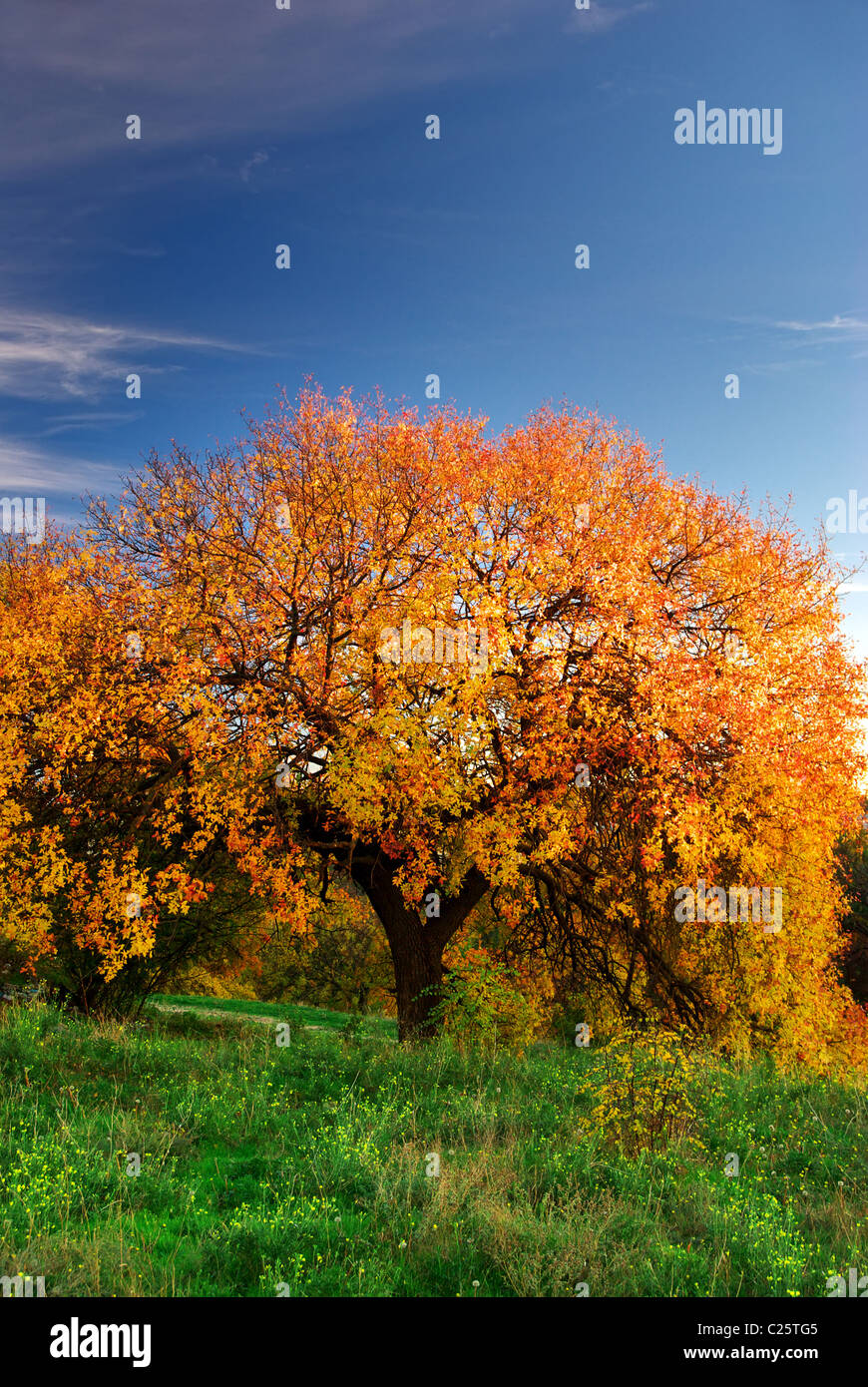 Big autumn tree. Majestic light. Nature composition Stock Photo - Alamy