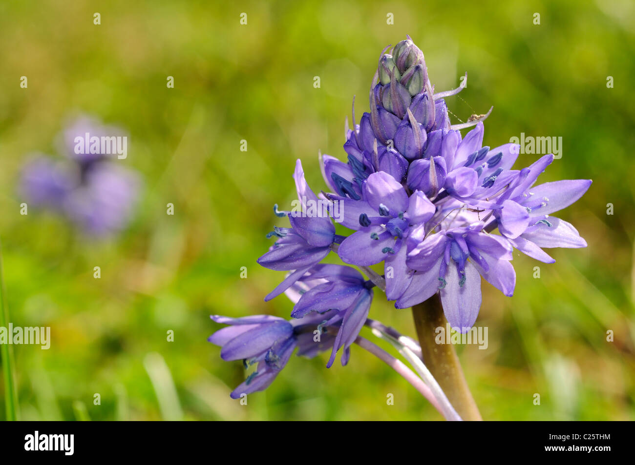 Spring Squill (Scilla verna Stock Photo - Alamy