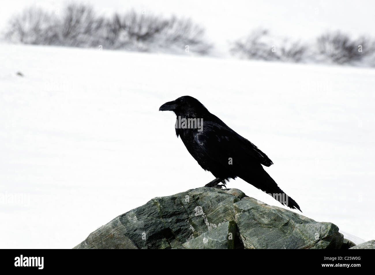 Raven snow hi-res stock photography and images - Alamy