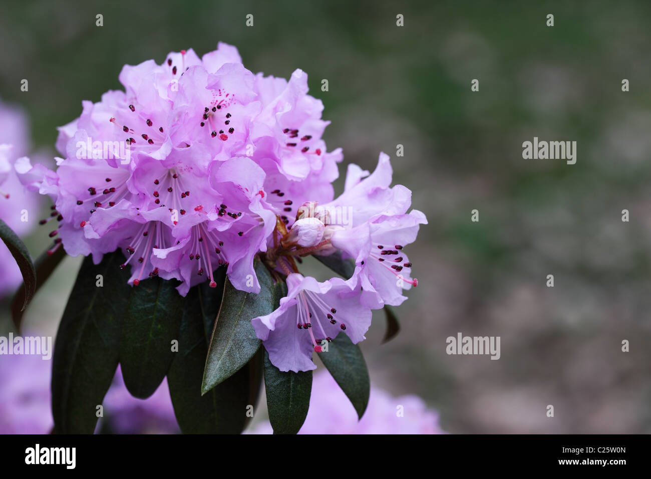 Close up of a beautiful lilac Rhododendron in flower in a spring garden ...