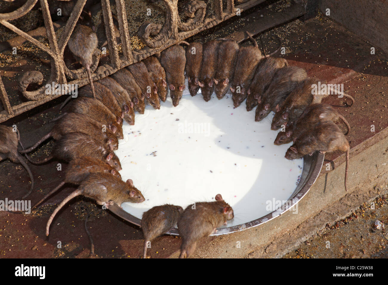 India Temple Rats Drinking Milk