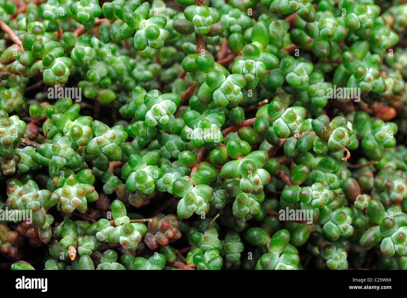 Stonecrop (Sedum brevifolium Stock Photo - Alamy