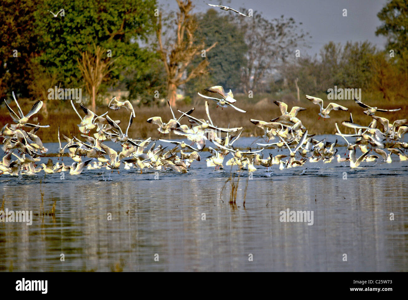 Delhi yamuna river hi-res stock photography and images - Alamy
