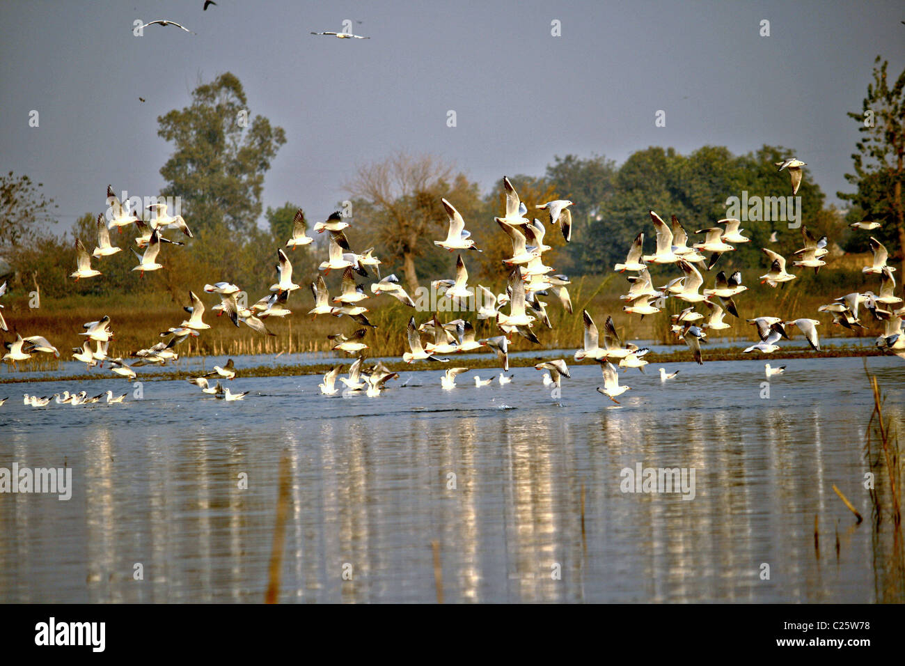 Delhi yamuna river hi-res stock photography and images - Alamy