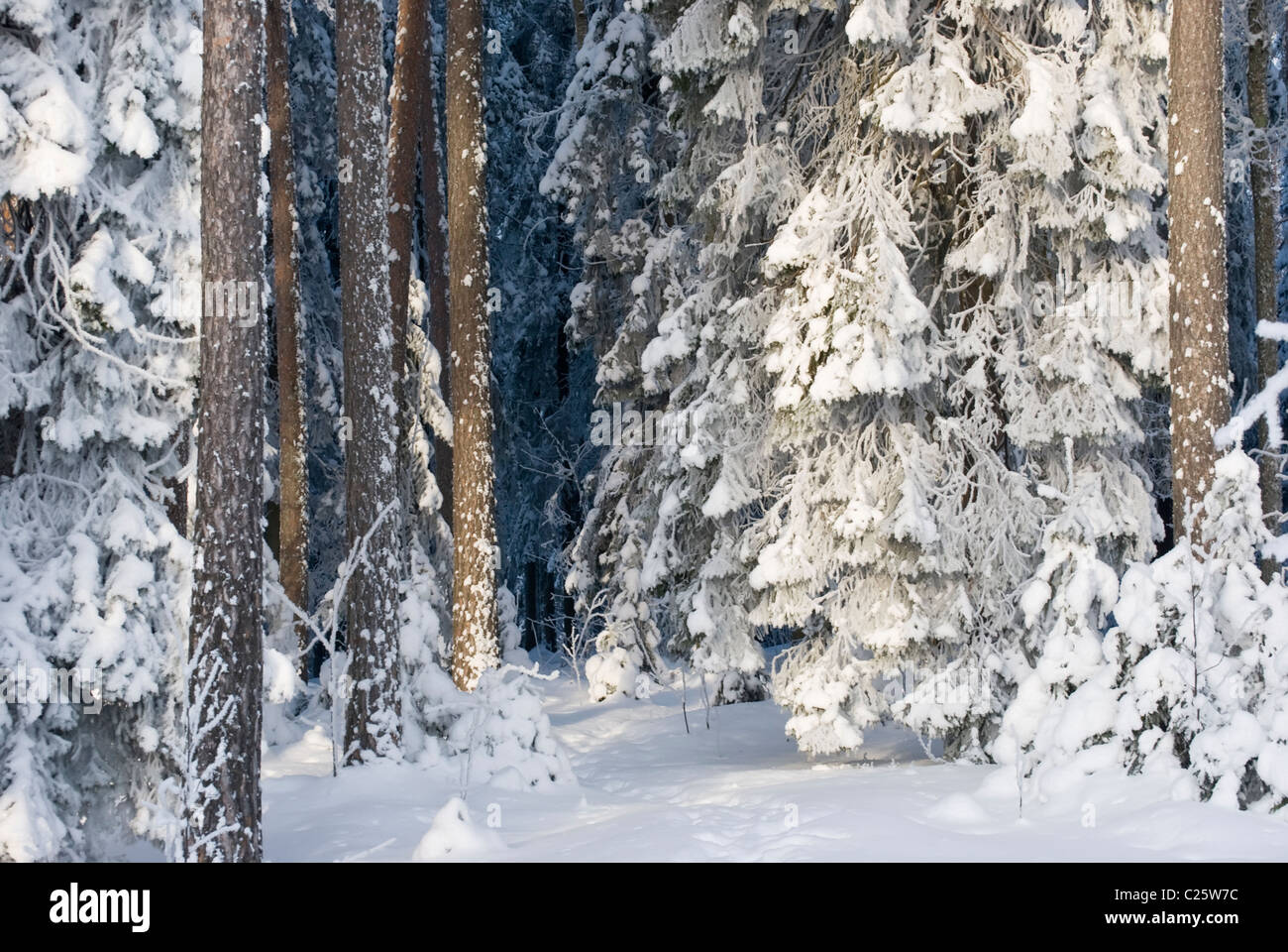 Lahti finland forest hi-res stock photography and images - Alamy
