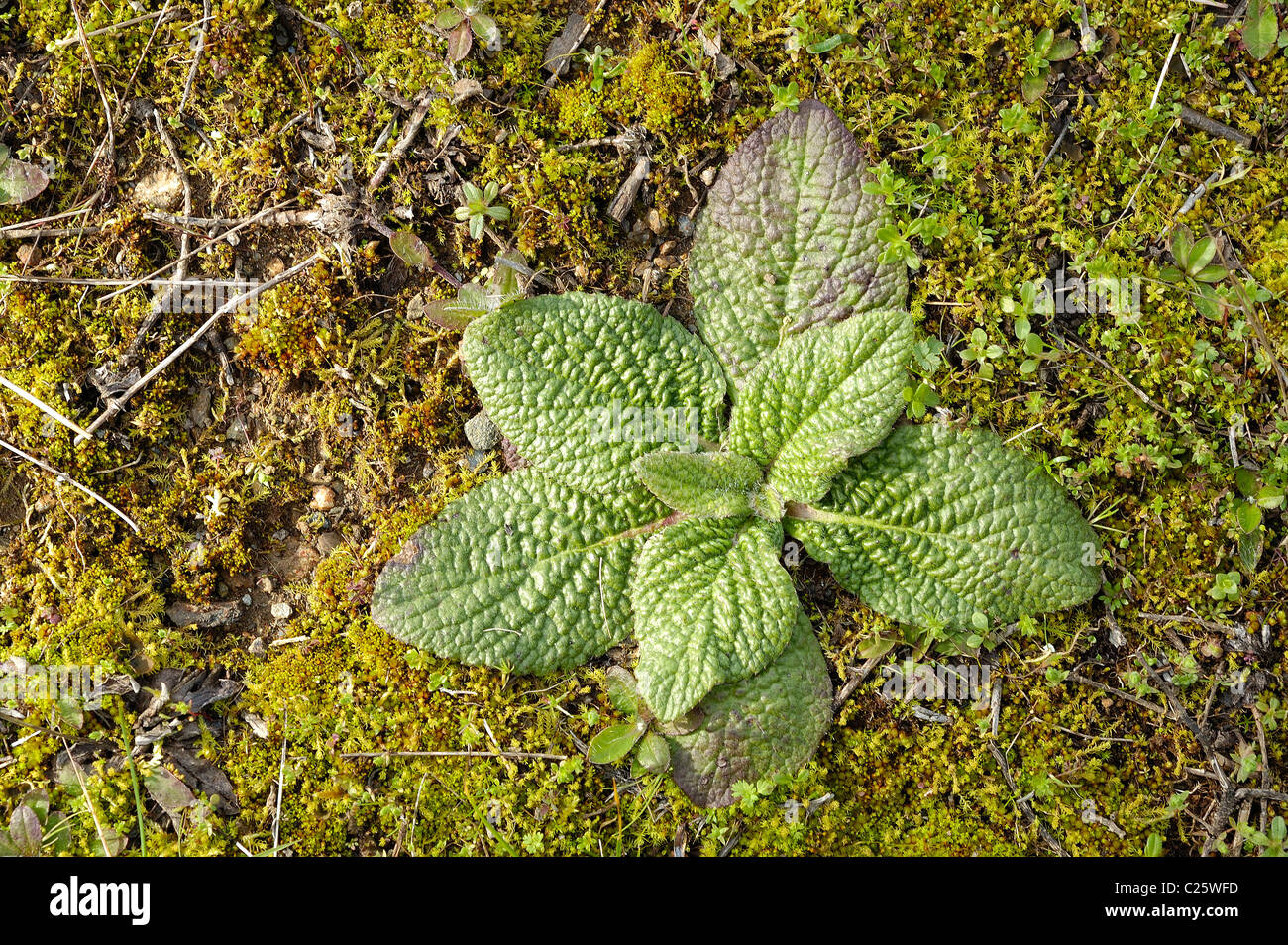Mediterranean Fleabane (Pulicaria odora Stock Photo - Alamy