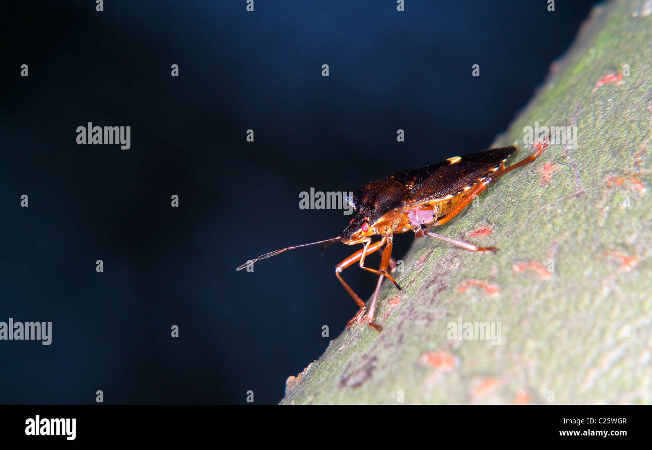 Insect hops hi-res stock photography and images - Alamy