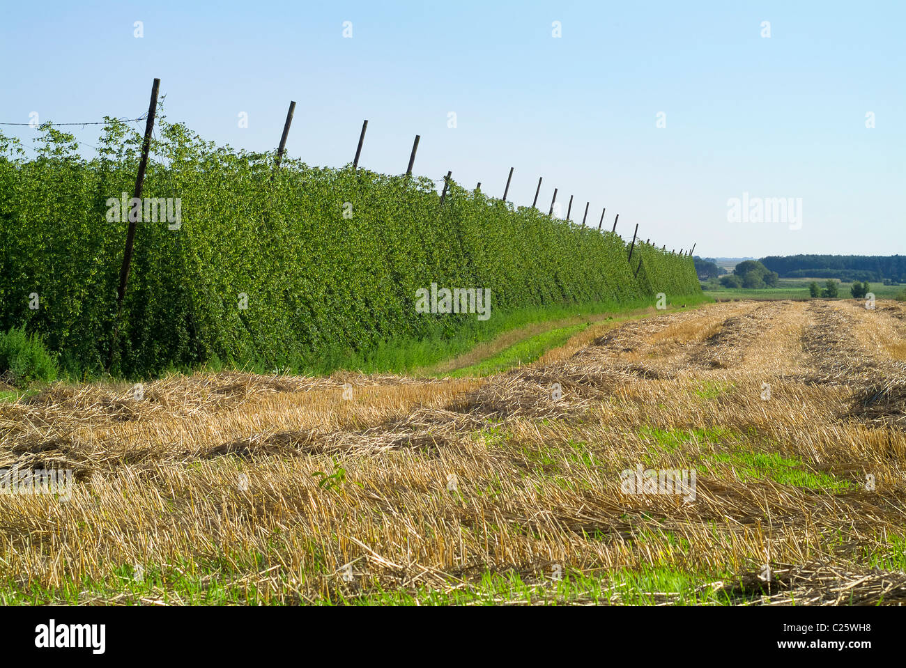 Growing hops, plantation of hops Stock Photo - Alamy