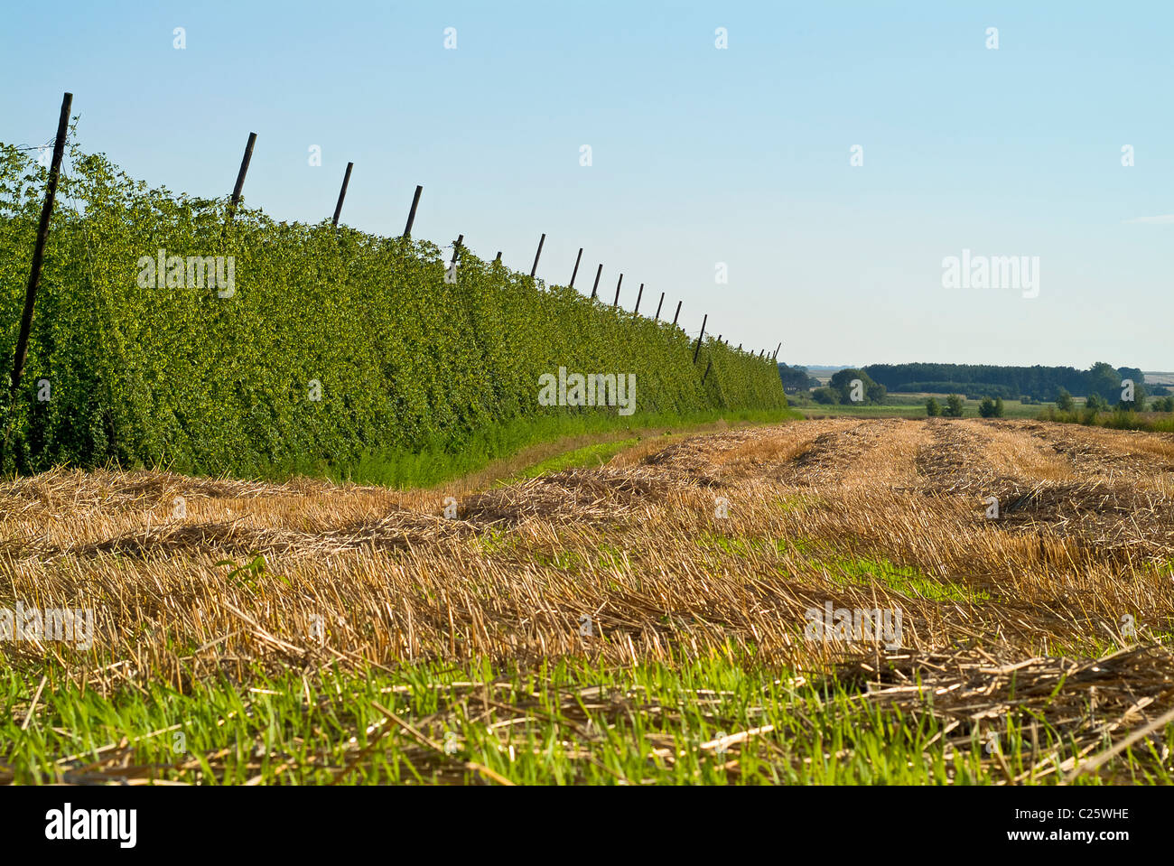 Growing hops, plantation of hops Stock Photo - Alamy