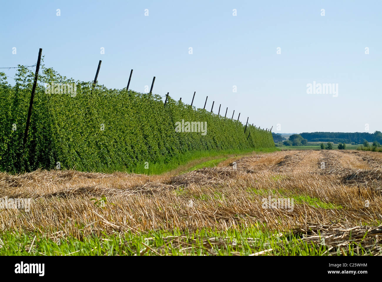 Growing hops, plantation of hops Stock Photo - Alamy
