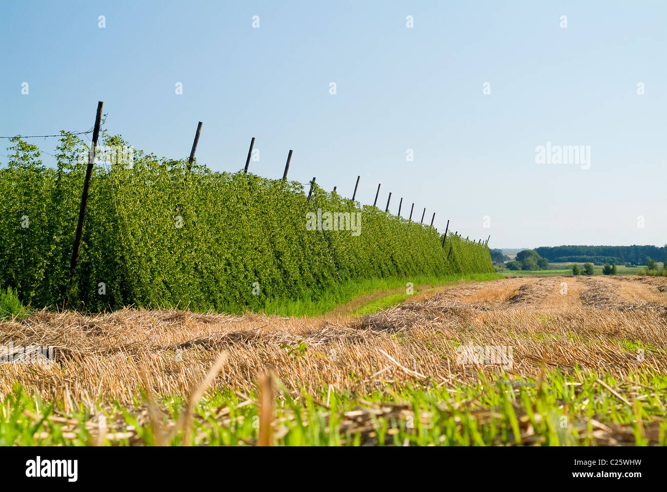 Growing hops, plantation of hops Stock Photo - Alamy