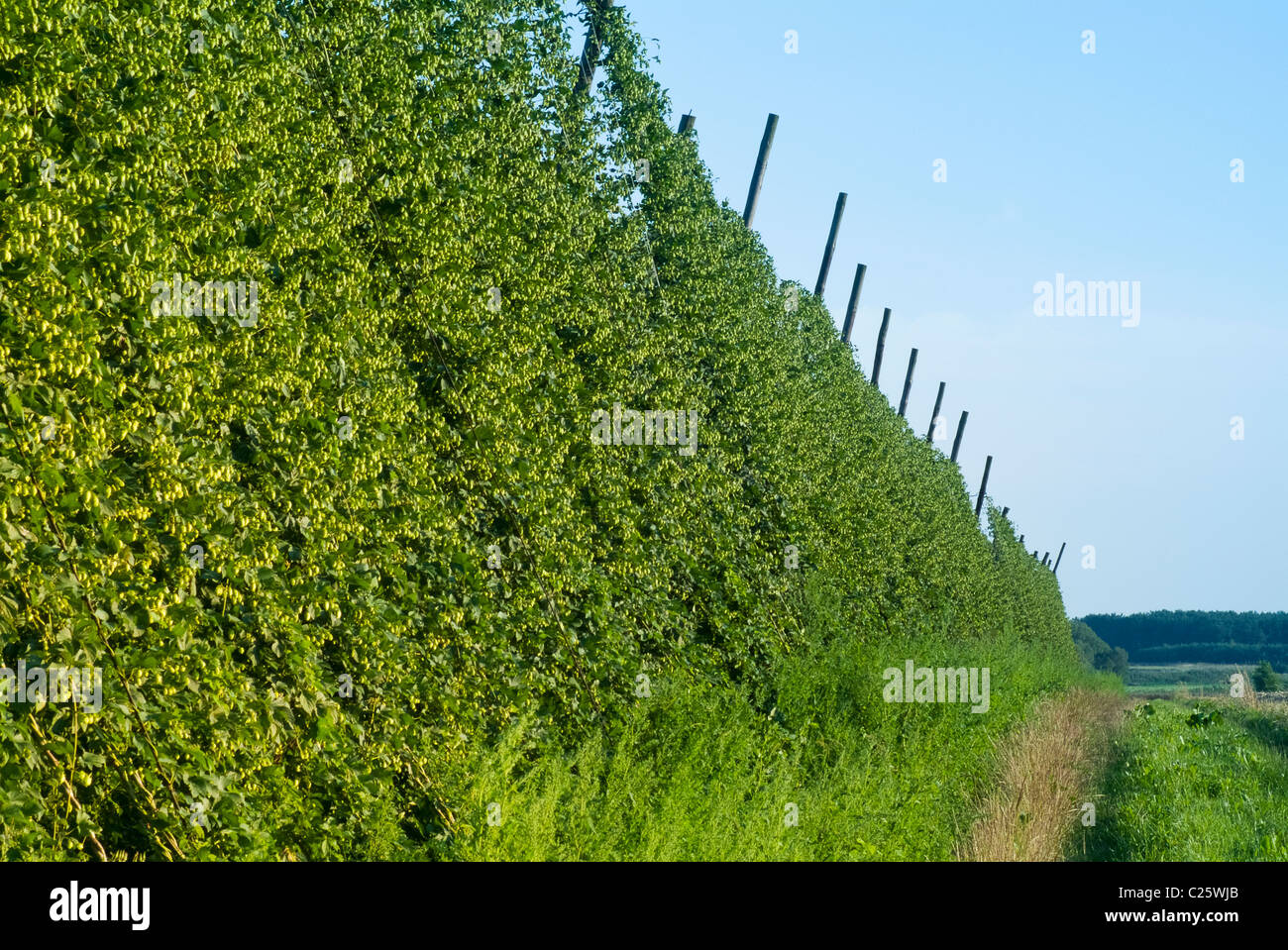 Growing hops hi-res stock photography and images - Alamy