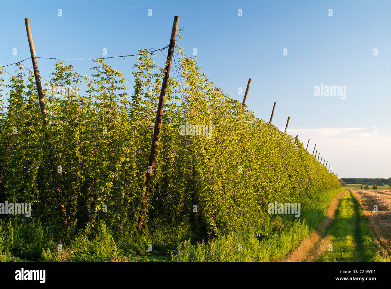 Growing hops, plantation of hops Stock Photo - Alamy