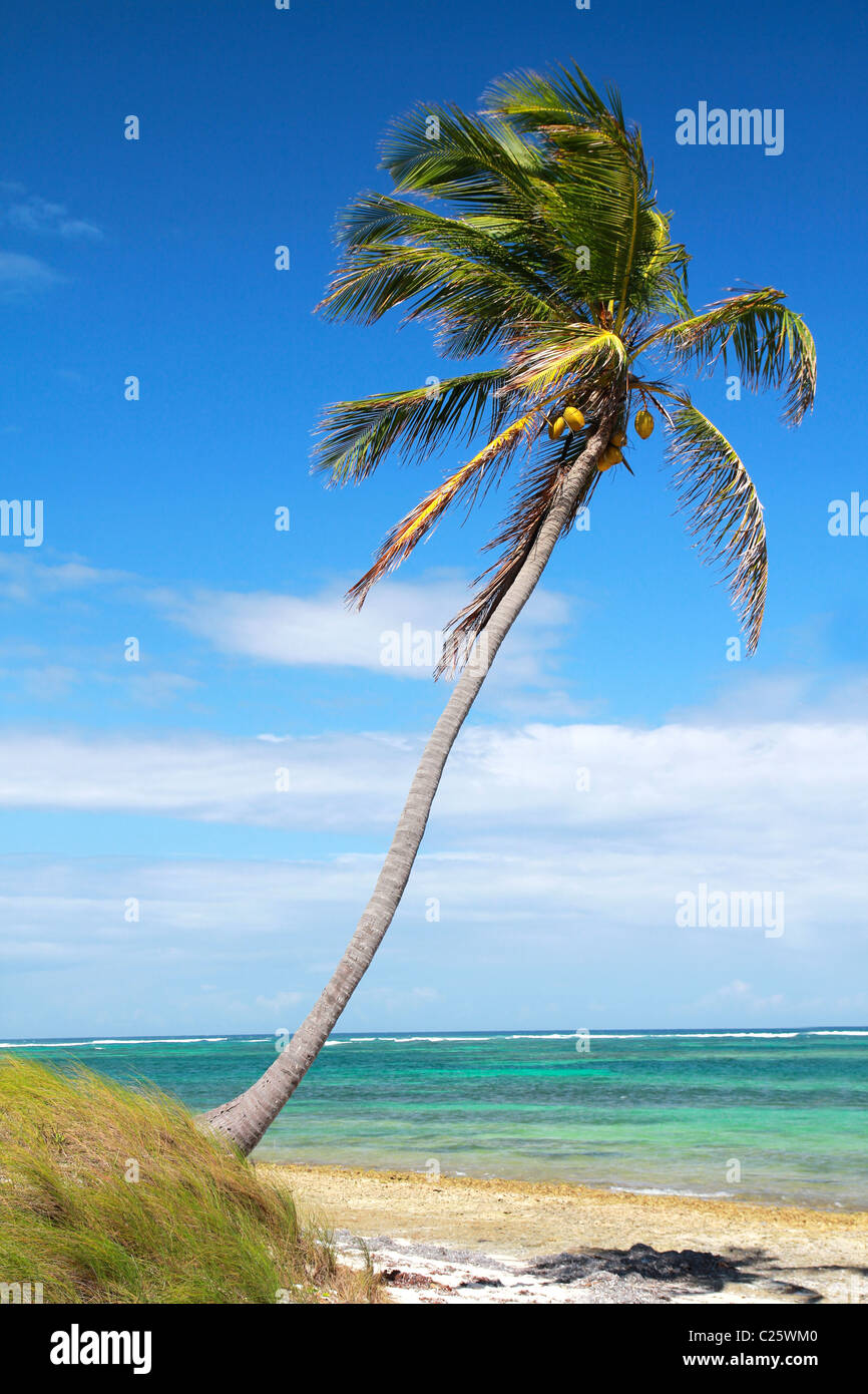 Single palm tree caribbean hi-res stock photography and images - Alamy