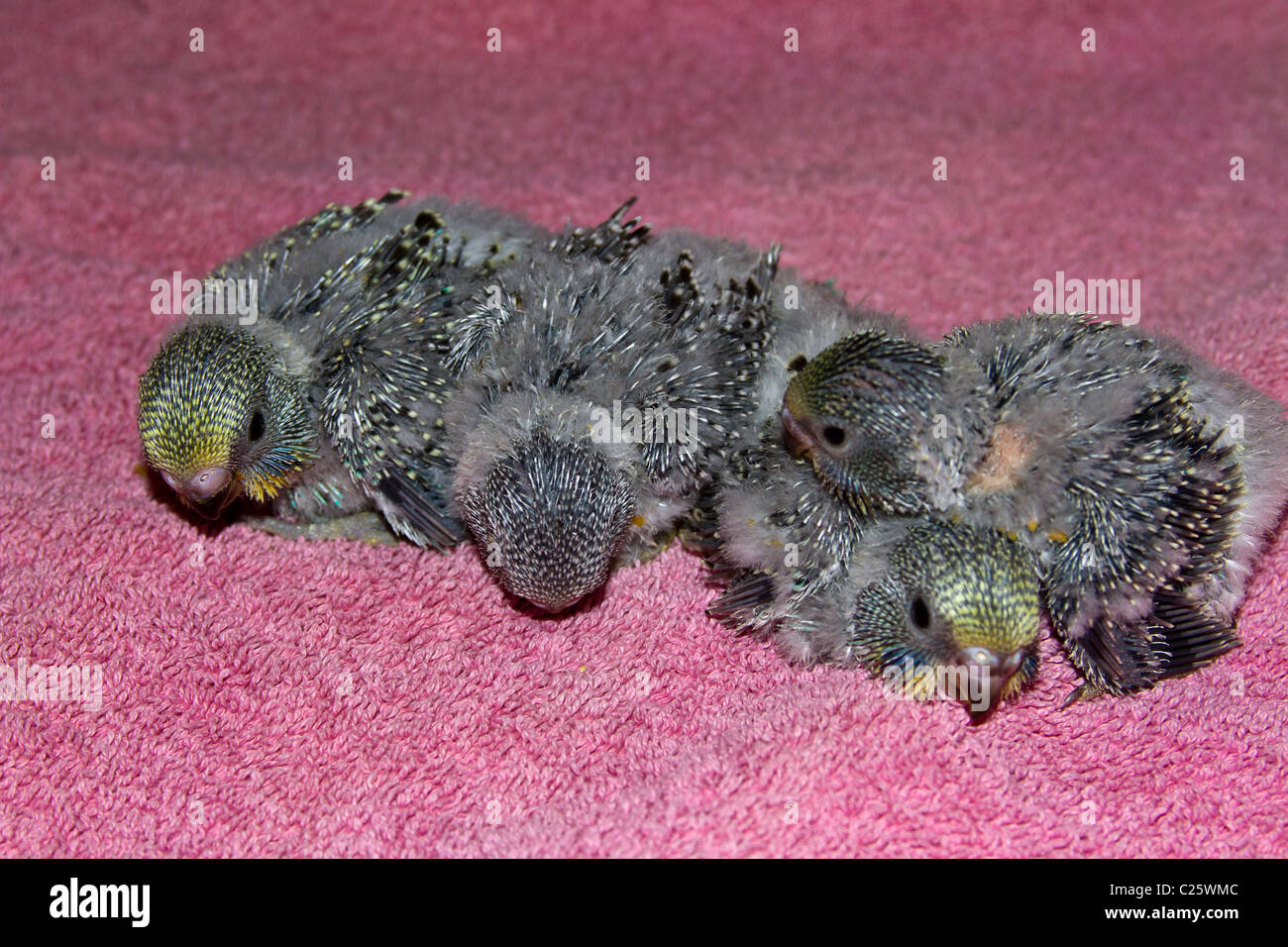 Baby birds hi-res stock photography and images - Alamy