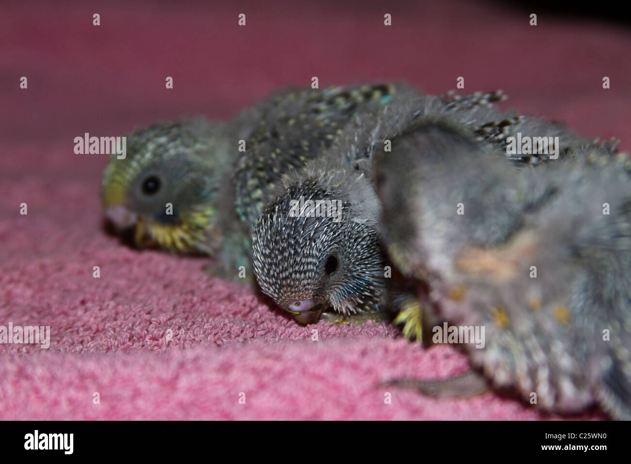Baby birds hi-res stock photography and images - Alamy