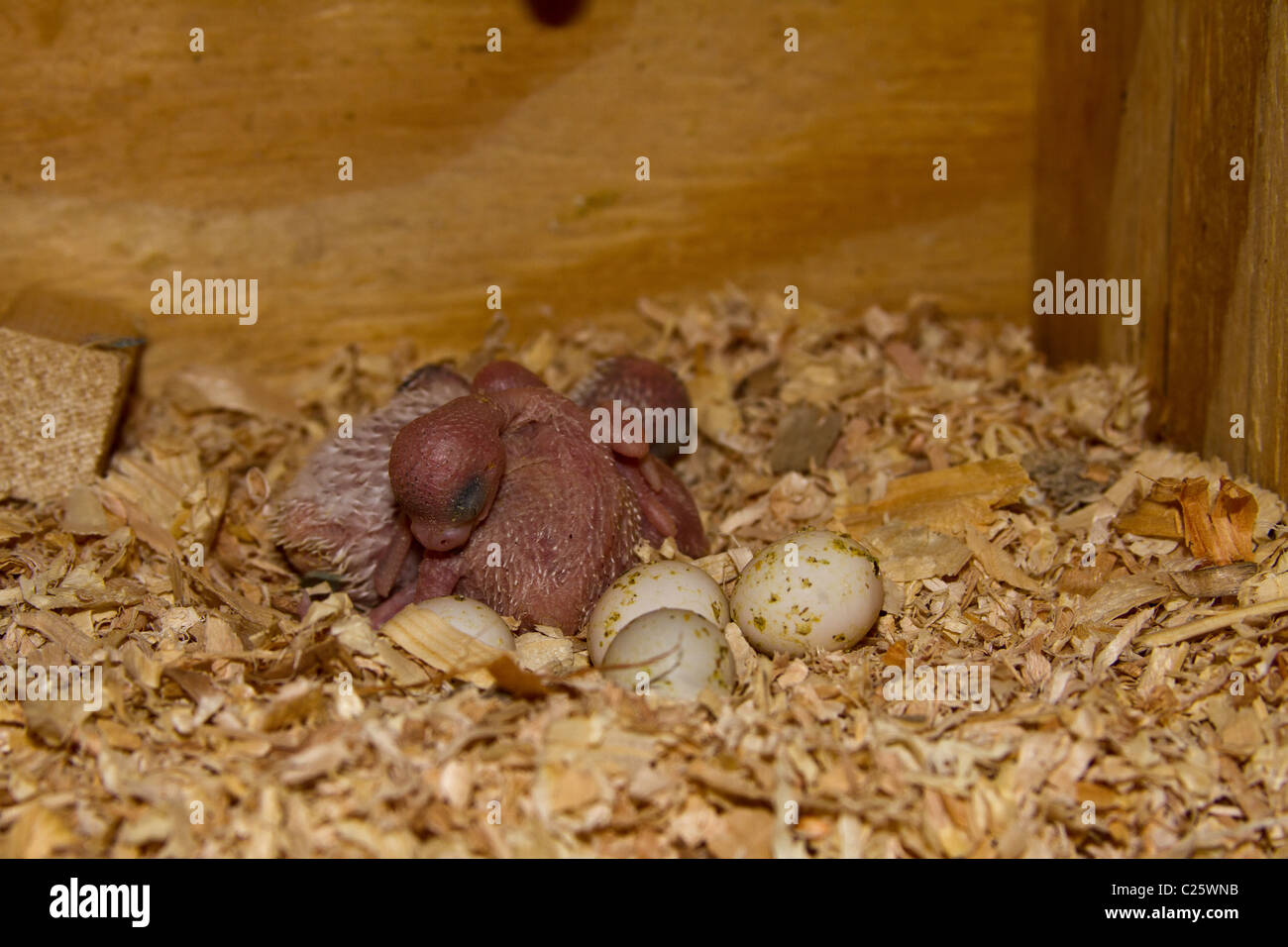 Ten day old baby birds Stock Photo - Alamy