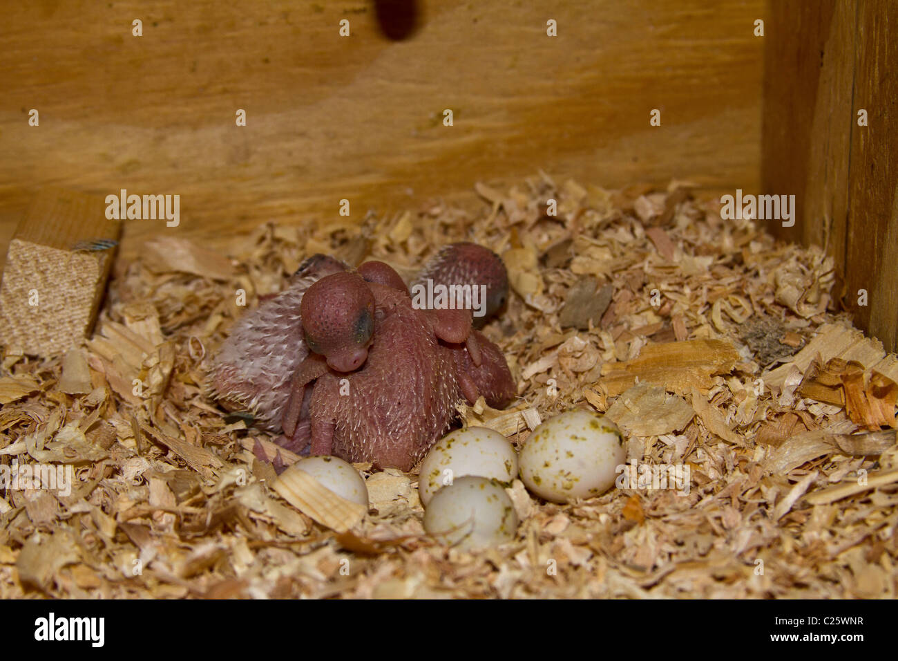 Ten day old baby birds Stock Photo - Alamy