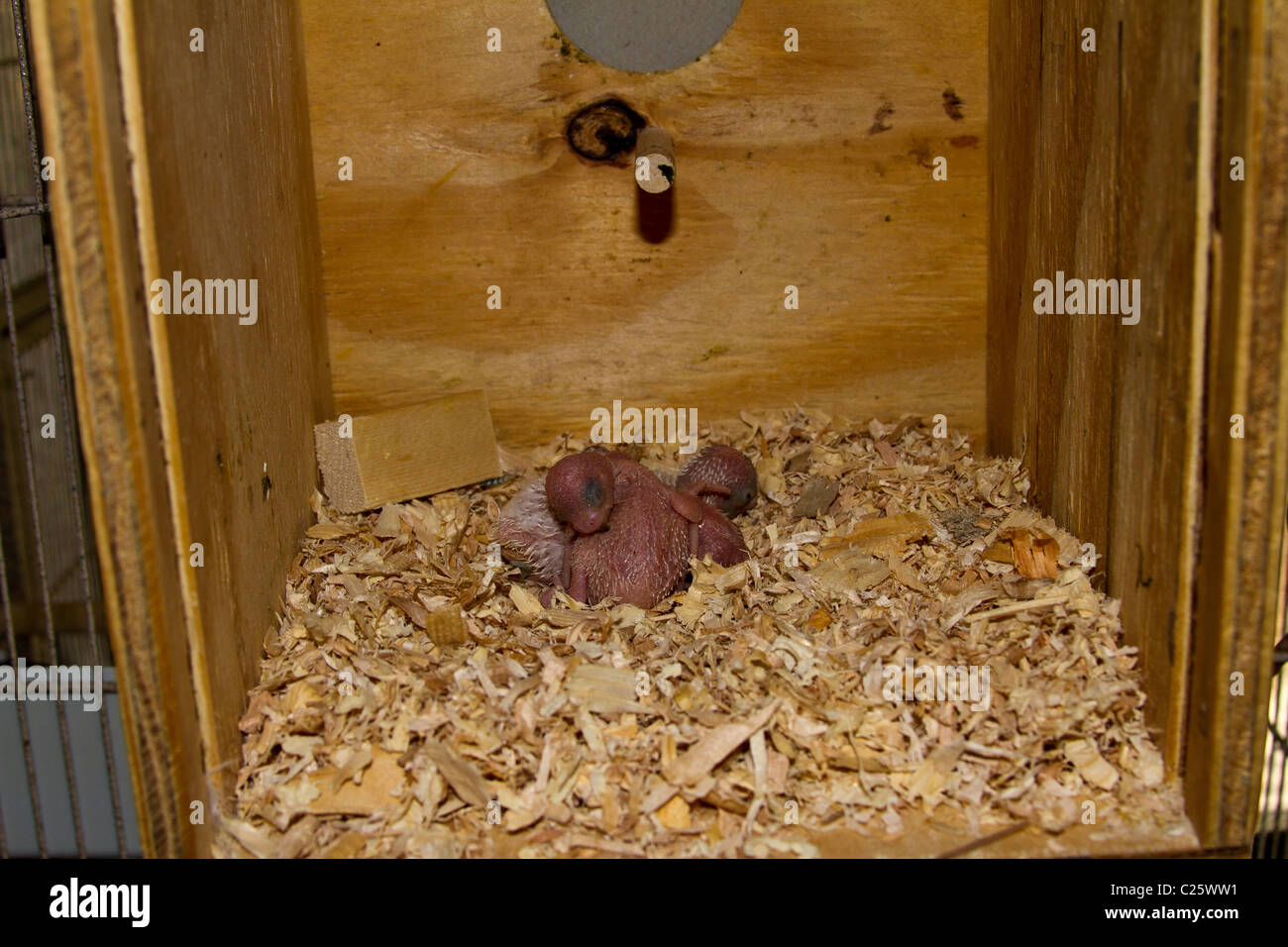 Ten day old baby birds Stock Photo - Alamy
