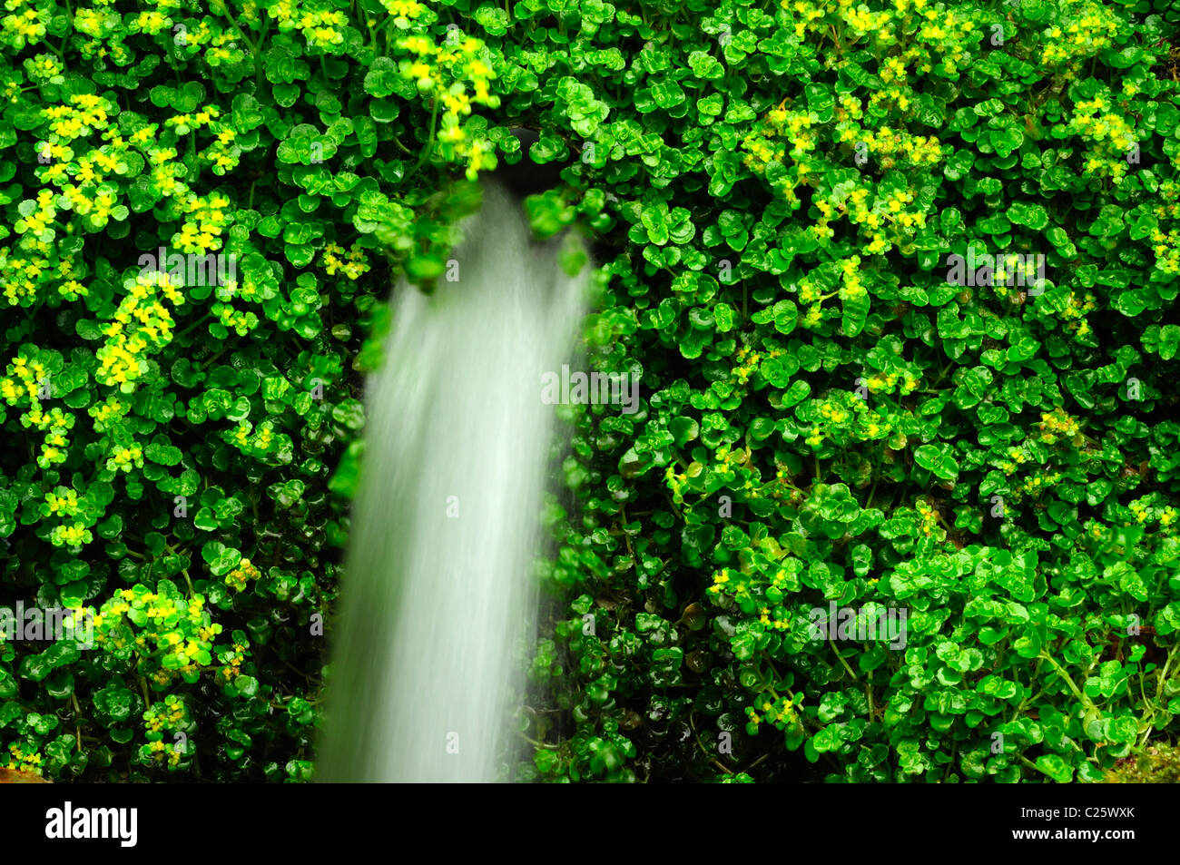 Chrysosplenium hi-res stock photography and images - Alamy