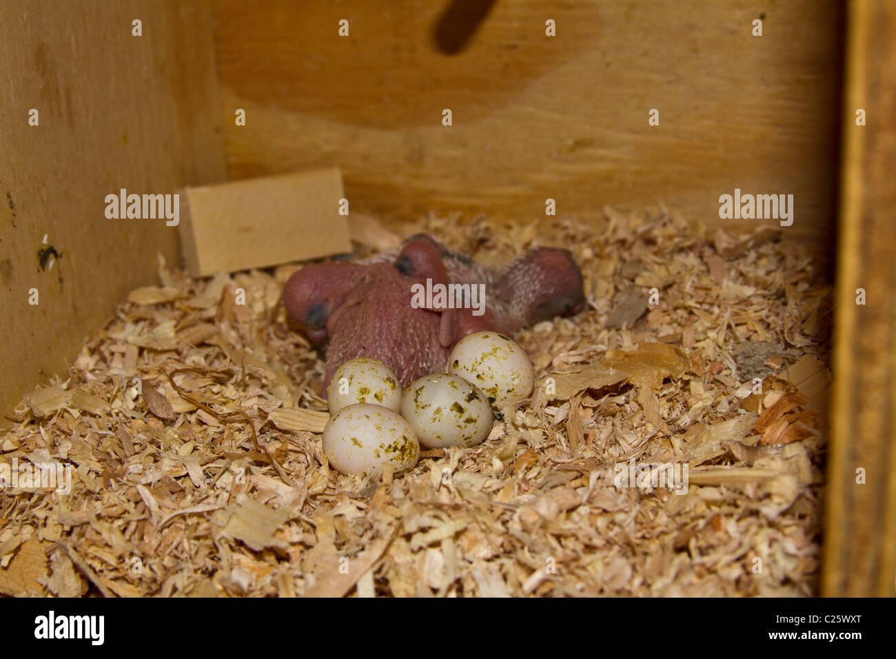 Featherless birds hi-res stock photography and images - Alamy