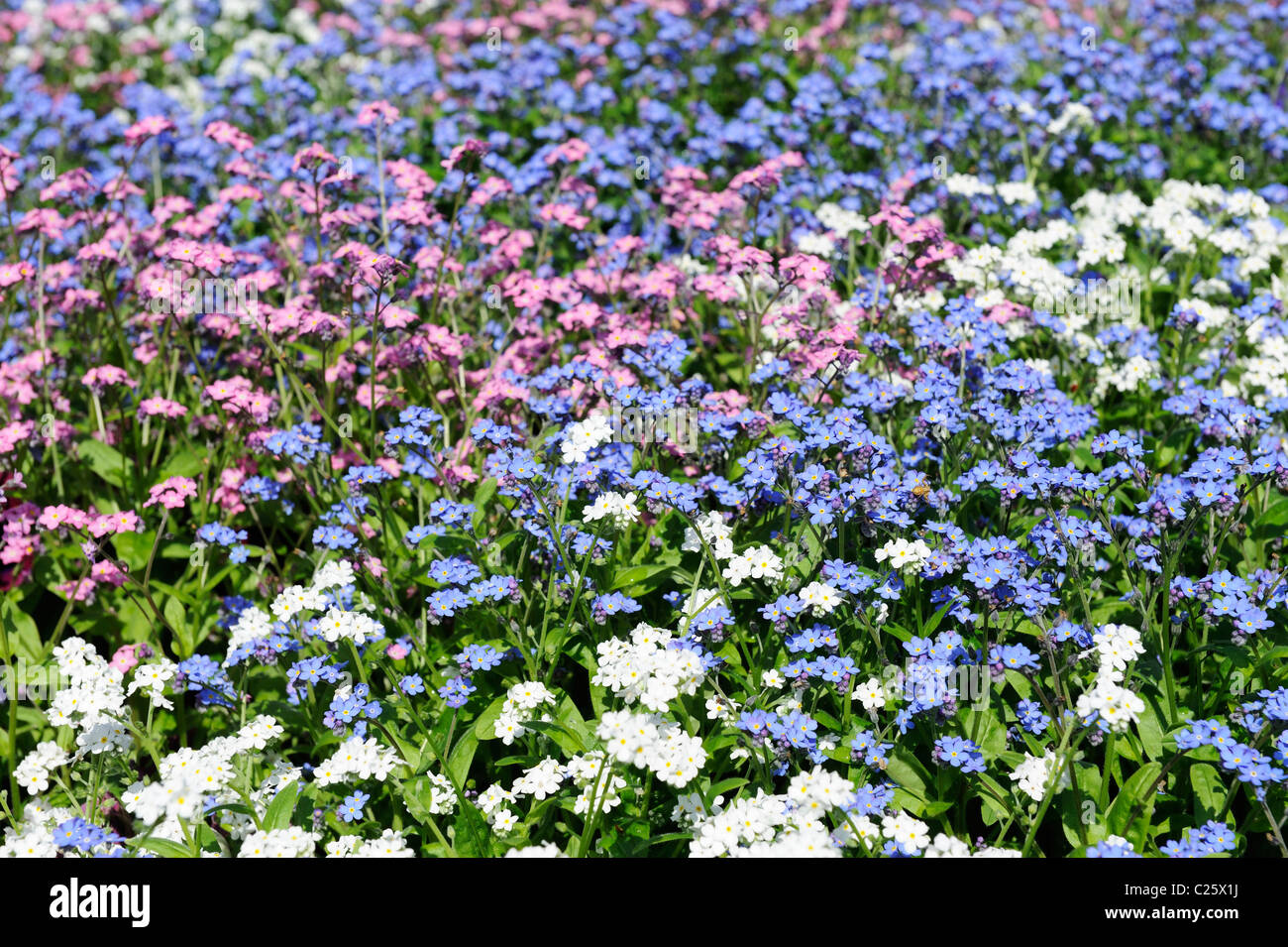 Forget me not in sunshine hi-res stock photography and images - Alamy