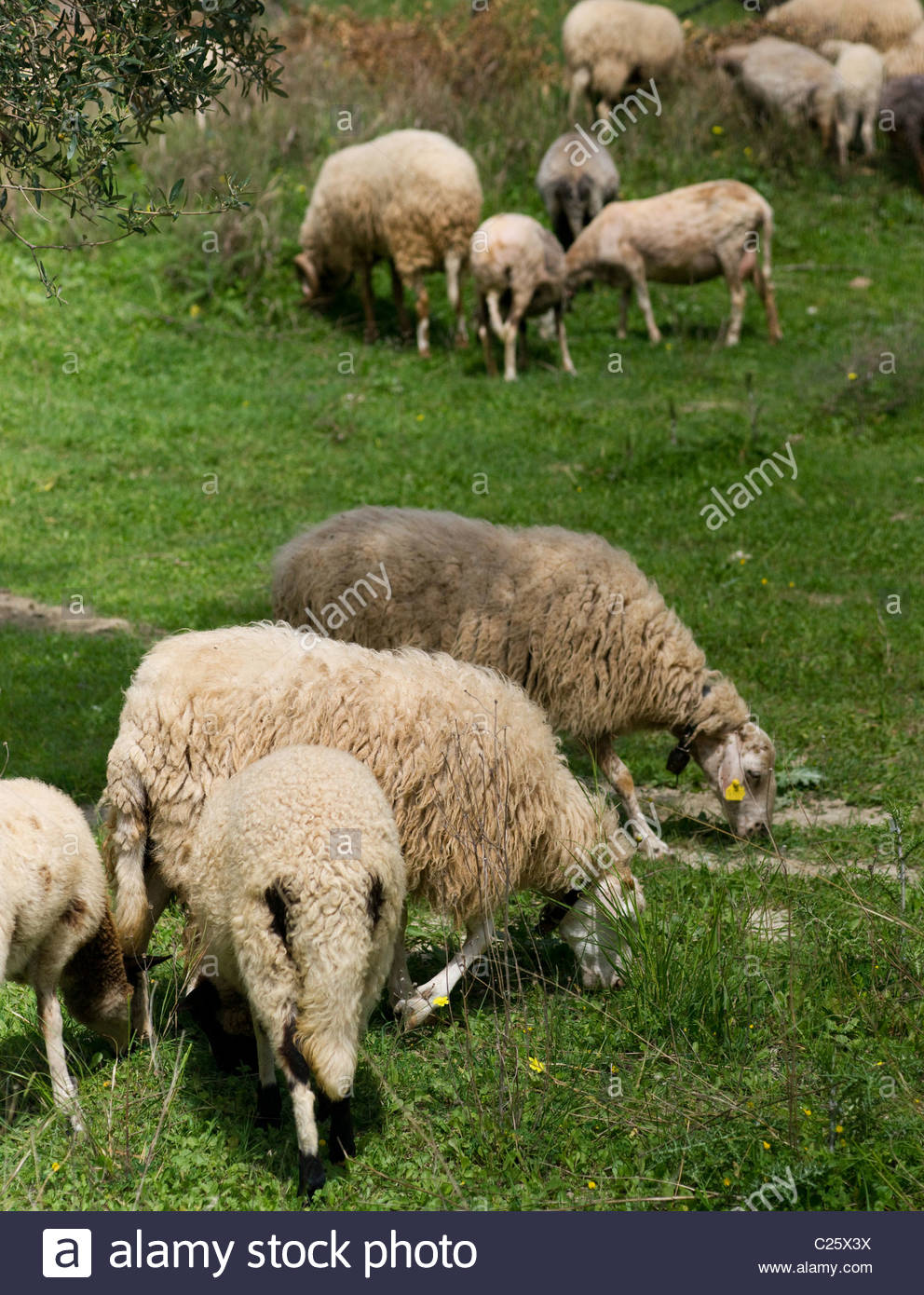 Sheep Dipping Stock Photos & Sheep Dipping Stock Images - Alamy