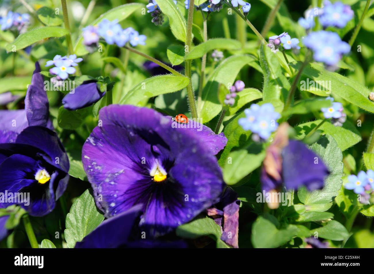 Ladybird on purple flower hi-res stock photography and images - Alamy