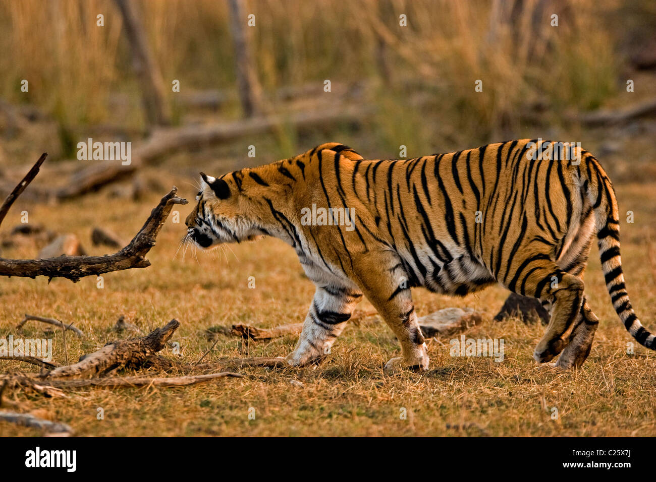 Crawl stalking hi-res stock photography and images - Alamy