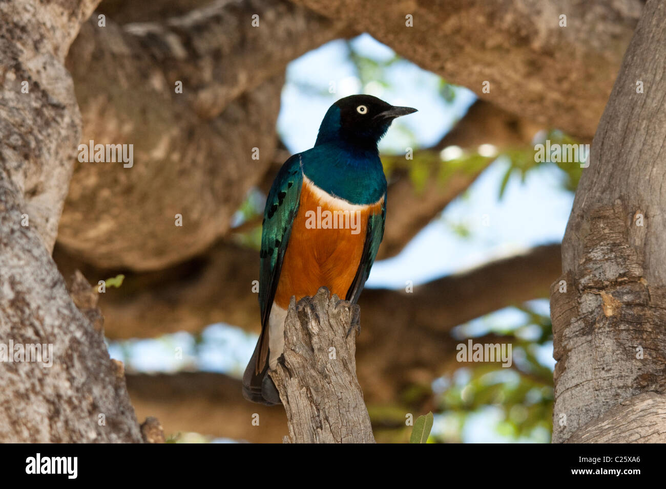 Kenyan starling hi-res stock photography and images - Alamy
