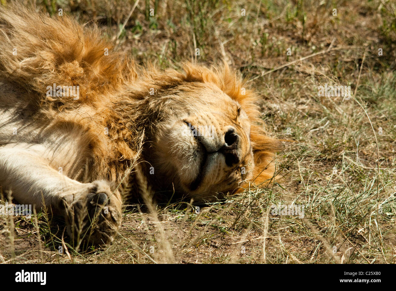 Lion sleeping hi-res stock photography and images - Alamy