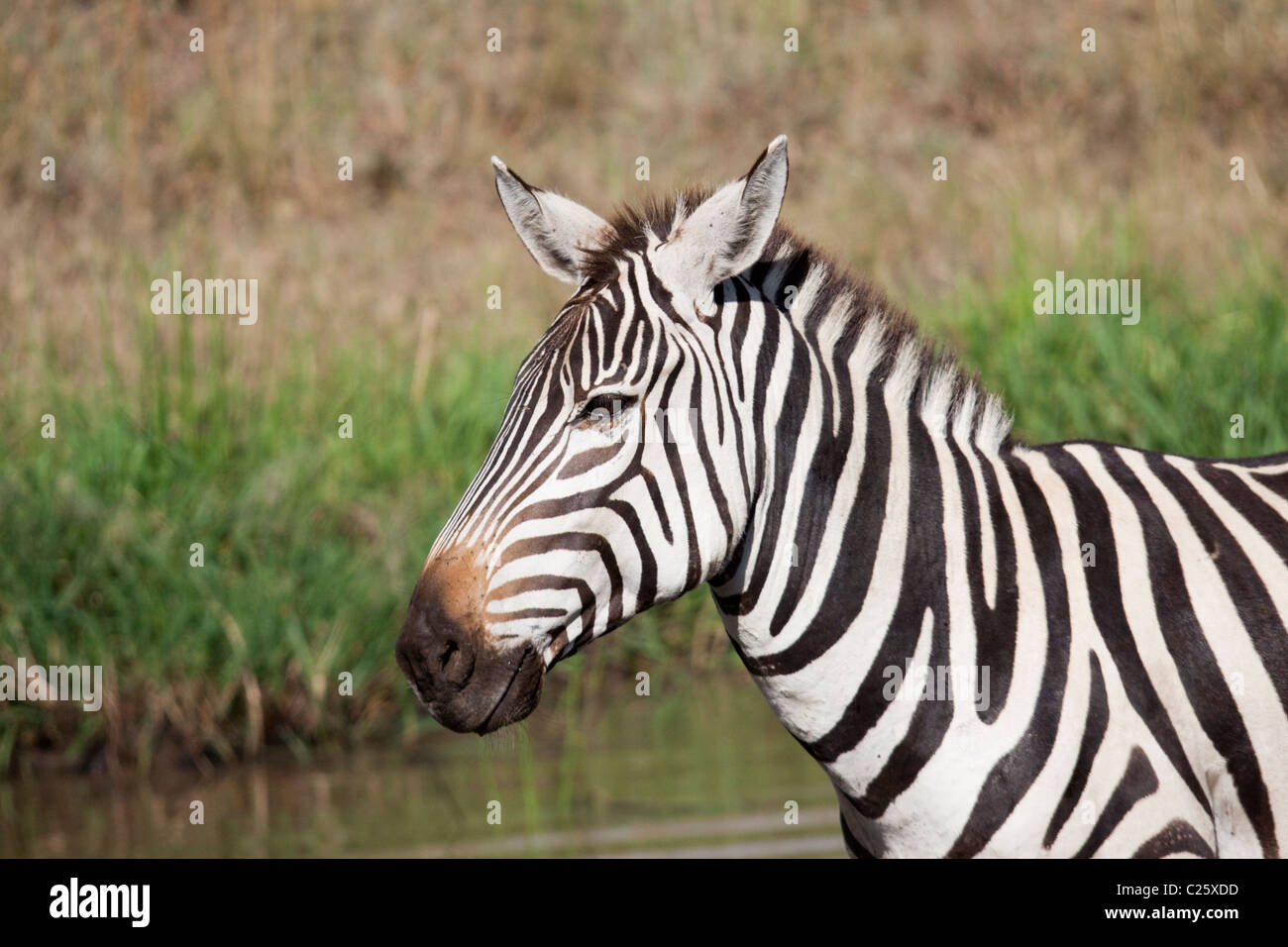 Kenyan Zebra High Resolution Stock Photography and Images - Alamy