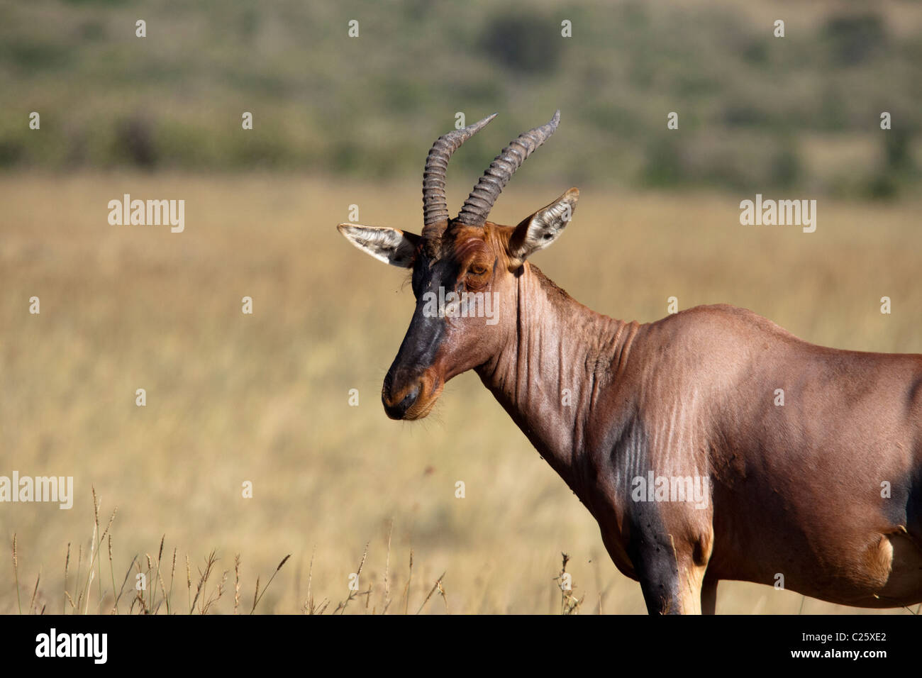 Topi , Masai Mara , Kenya , Africa Stock Photo - Alamy