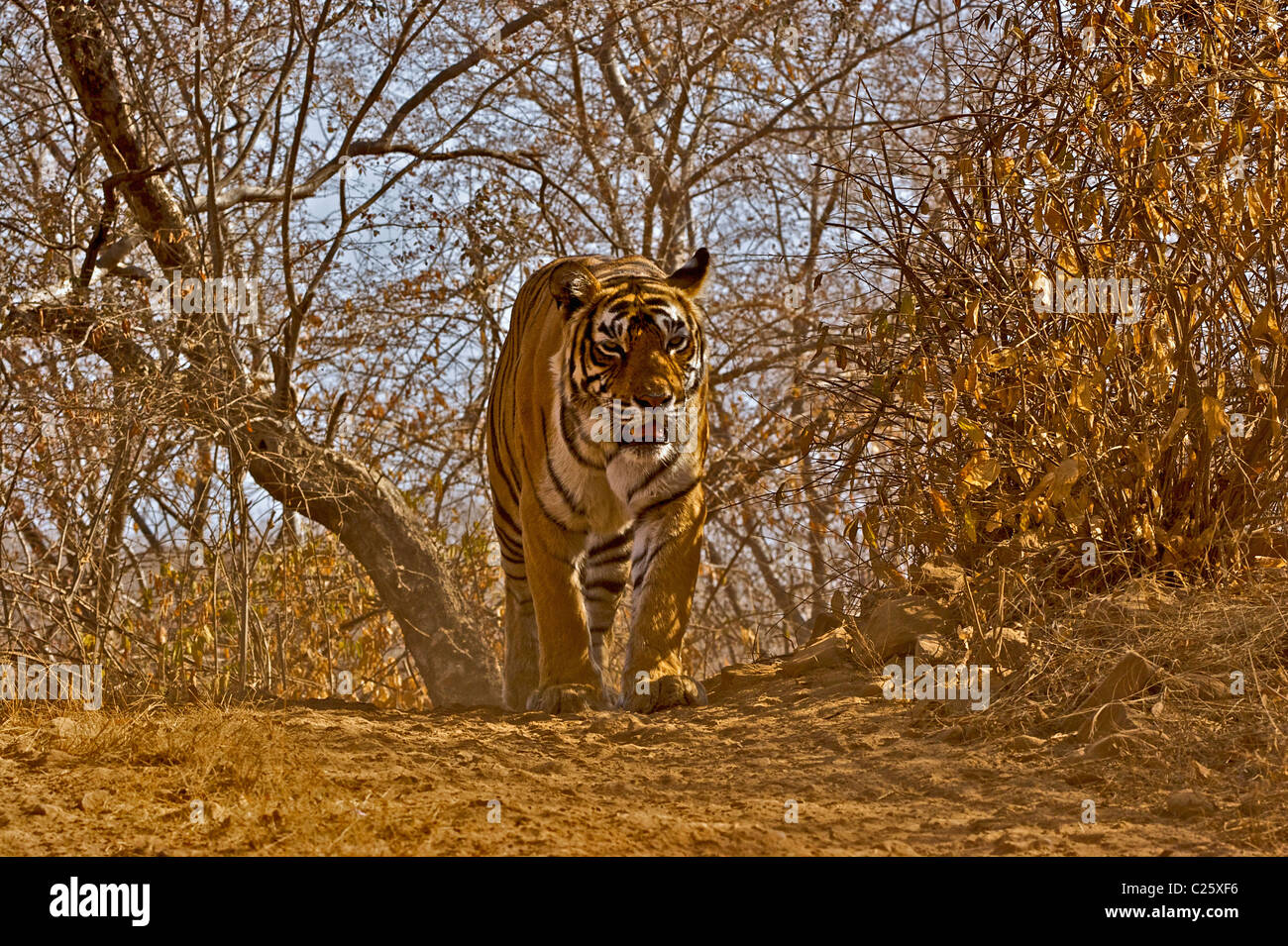 Tiger Walking Towards Camera High Resolution Stock Photography and ...