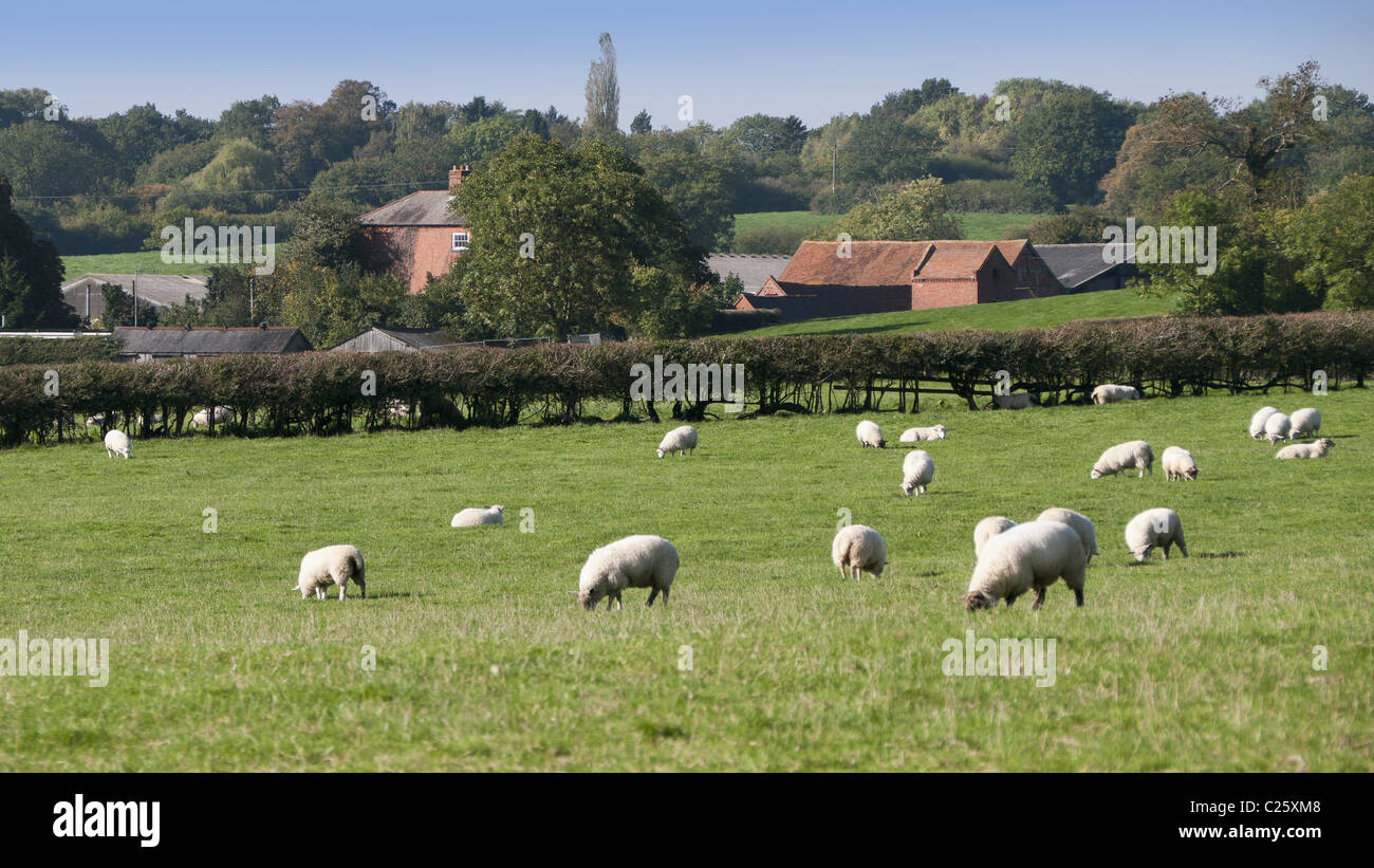 sheep farm livestock warwickshire england uk Stock Photo - Alamy