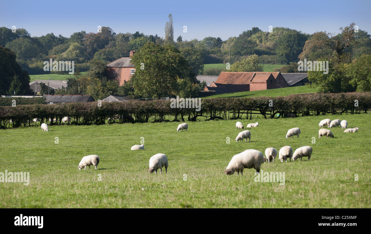 sheep farm livestock warwickshire england uk Stock Photo - Alamy