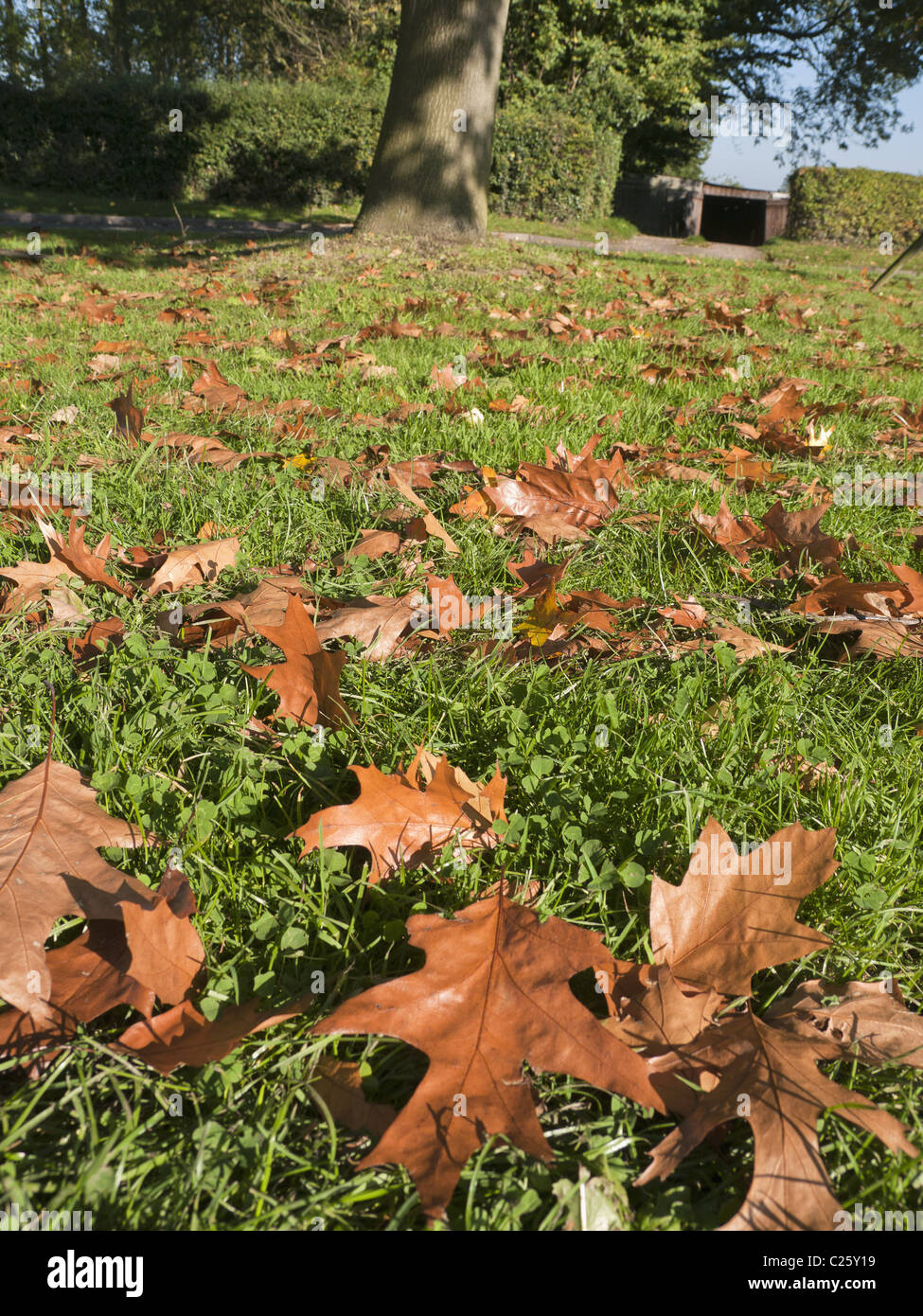 leaves ground grass field autumn fall Stock Photo - Alamy