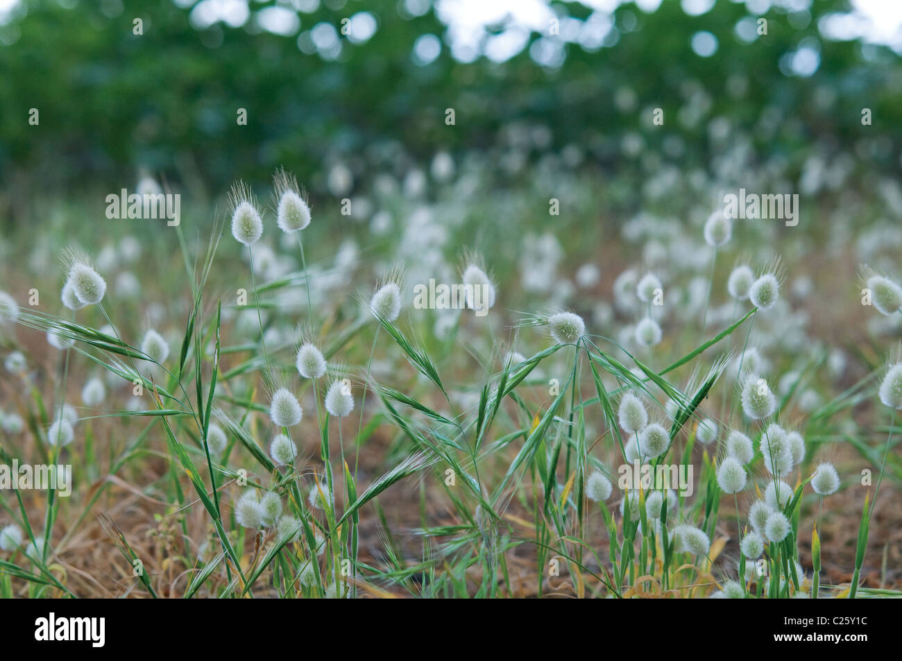 Fluff fluffy plant plants hi-res stock photography and images - Alamy