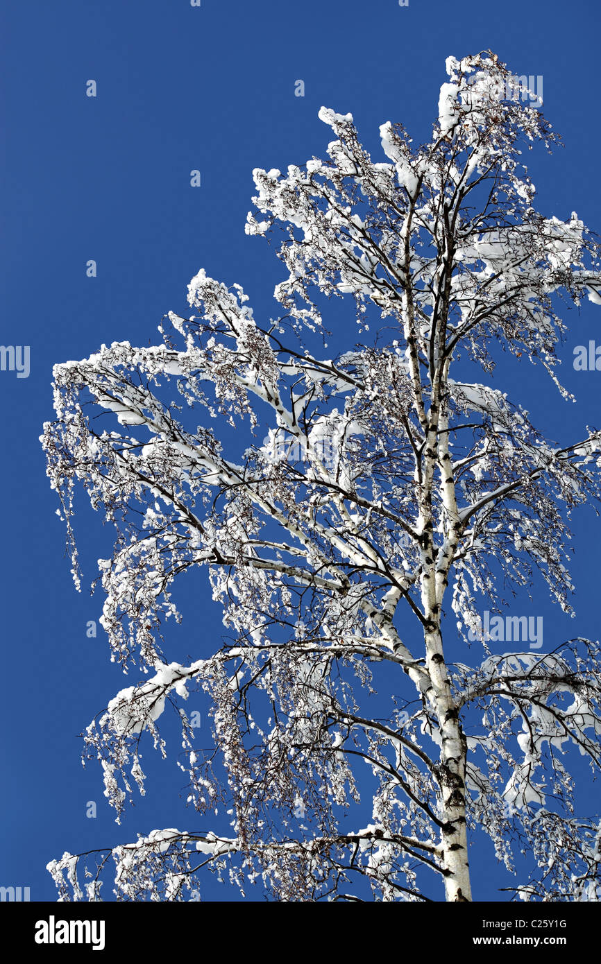Tree in snow Stock Photo - Alamy