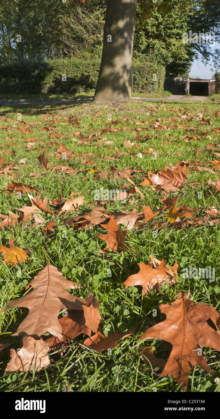 leaves ground grass field autumn fall Stock Photo - Alamy
