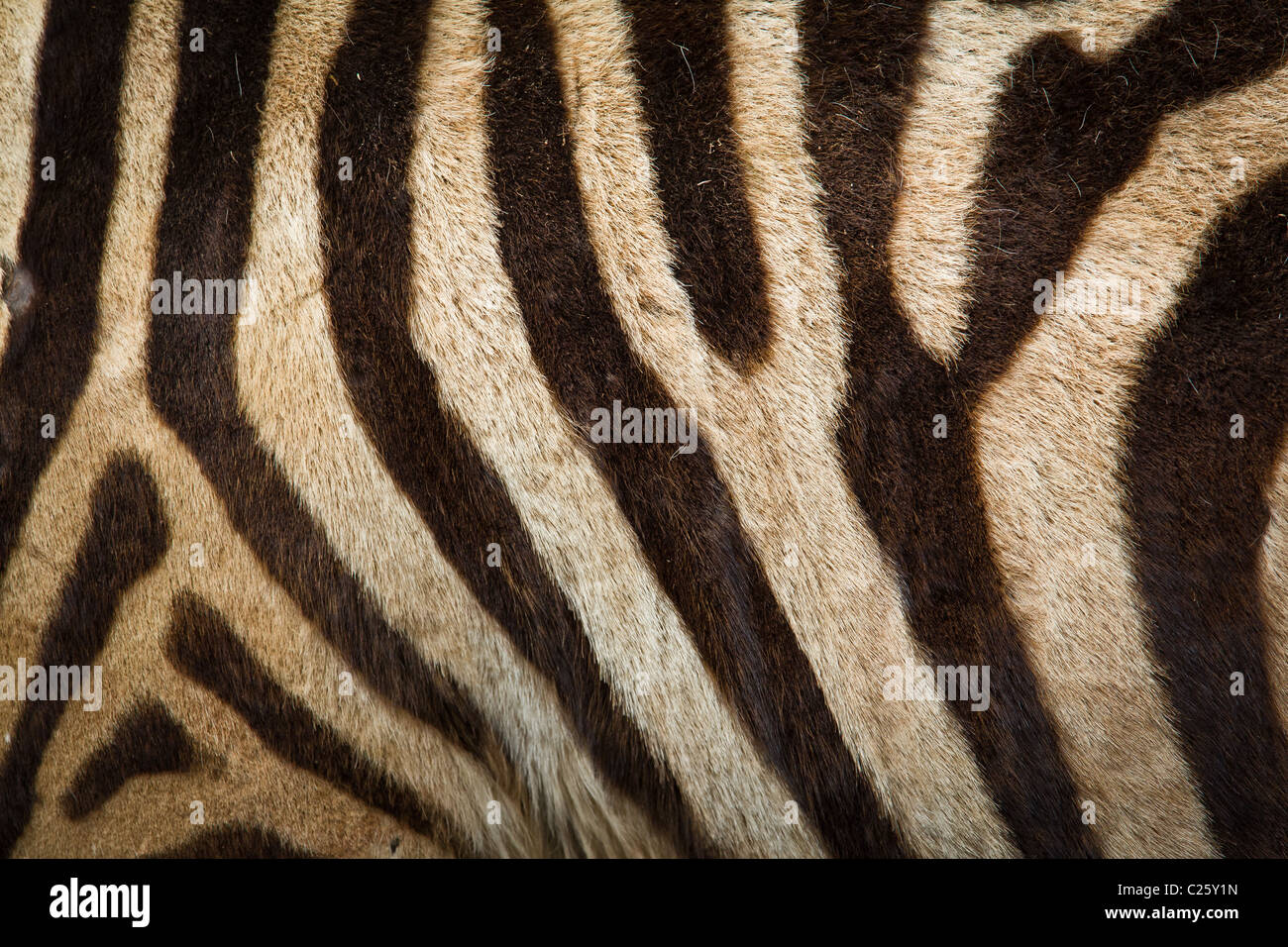 Pattern of zebra skin useful for background Stock Photo - Alamy