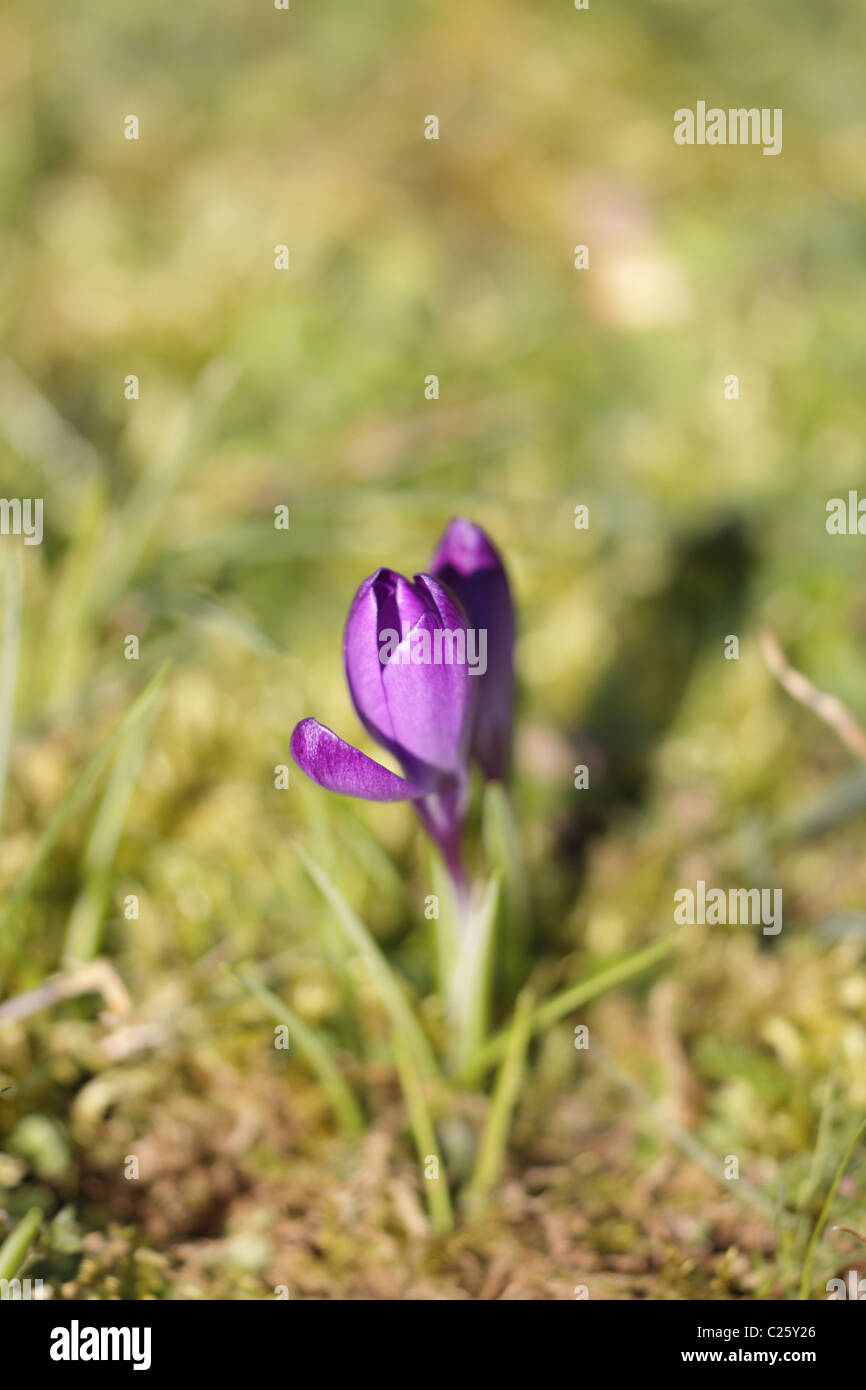 Crocus spring flower Stock Photo - Alamy