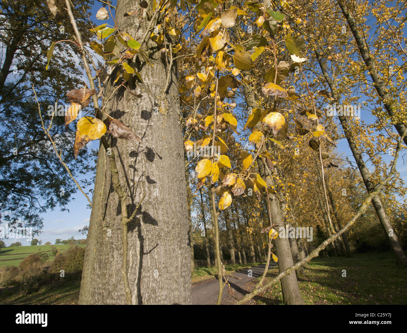 estate avenue alder tree trees forest wood umberslade hall warwickshire ...